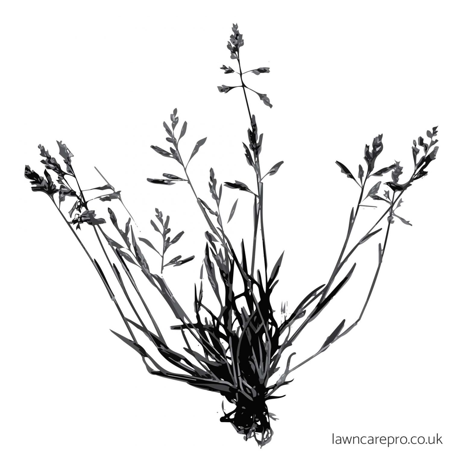 Invasive Grasses In Lawns | How To Identify And Get Rid