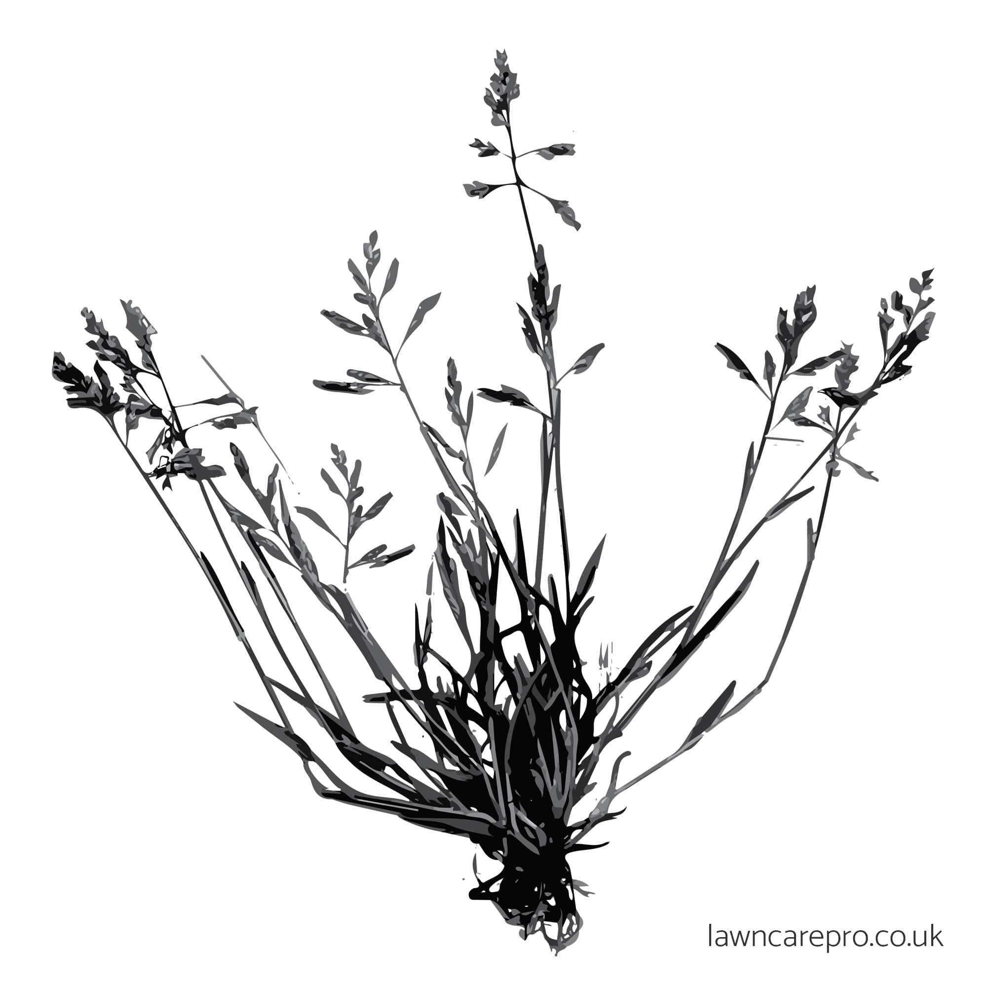 Types Of Grass On UK Lawns | How To Identify Grass Species