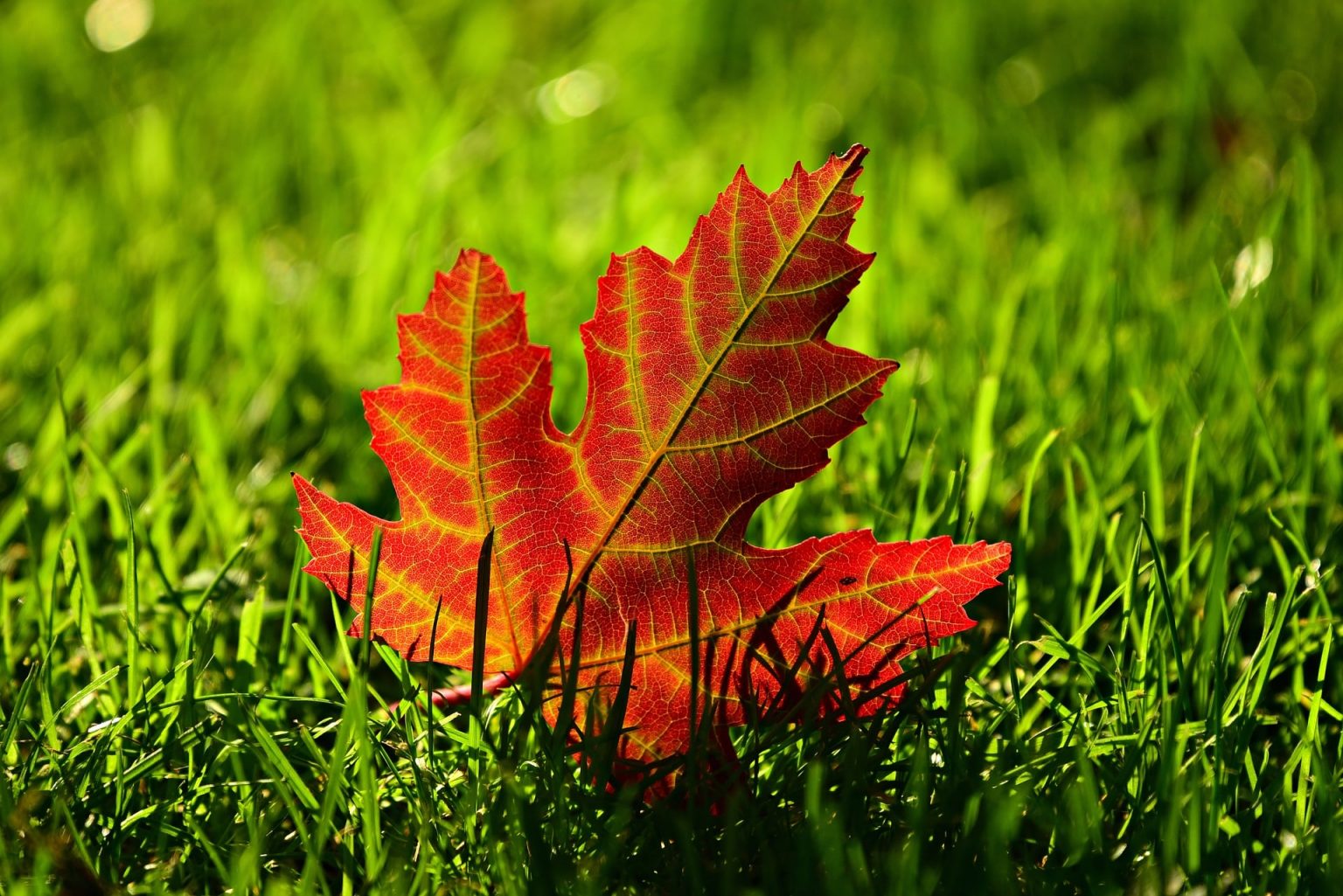 Lawn Care Calendar | UK | Spring, Summer, Autumn, Winter