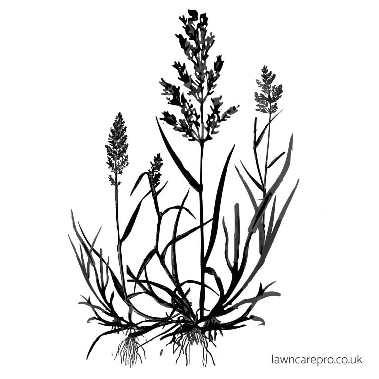Types Of Grass On UK Lawns | How To Identify Grass Species