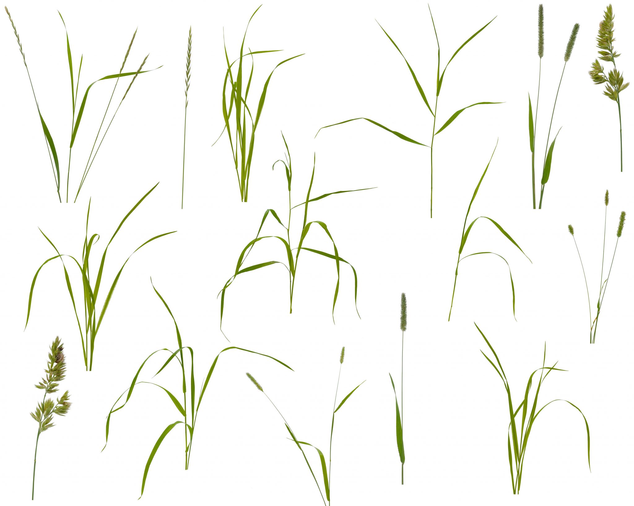 Invasive Grasses In Lawns | How To Identify And Get Rid