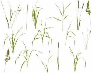 Invasive Grasses In Lawns | How To Identify And Get Rid