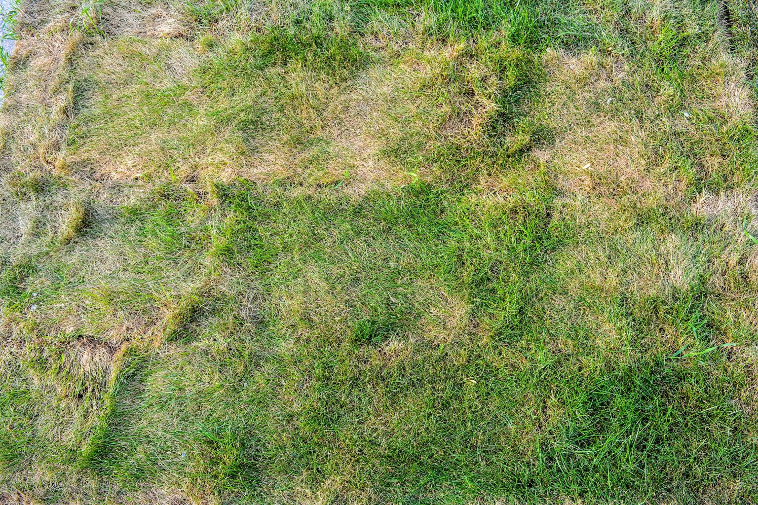 5 Common Newly Laid Turf Problems, And How To Fix Them