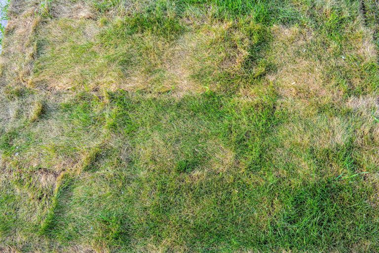 5 Common Newly Laid Turf Problems, And How To Fix Them
