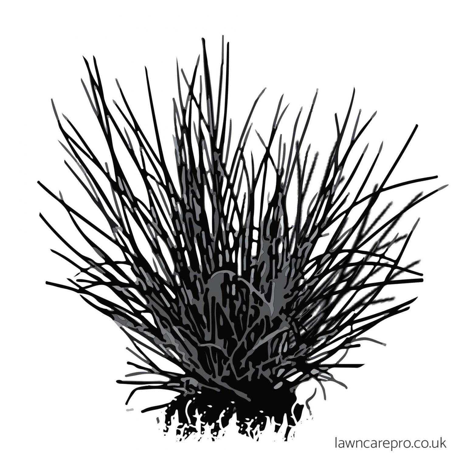 Types Of Grass On UK Lawns | How To Identify Grass Species