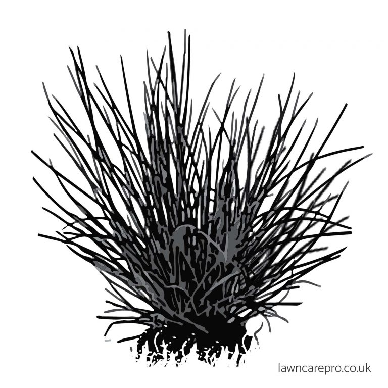 Types Of Grass On UK Lawns | How To Identify Grass Species