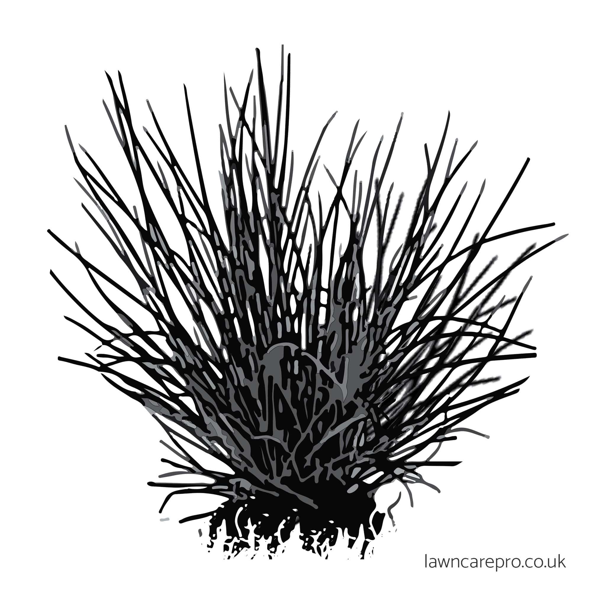 Types Of Grass On UK Lawns | How To Identify Grass Species