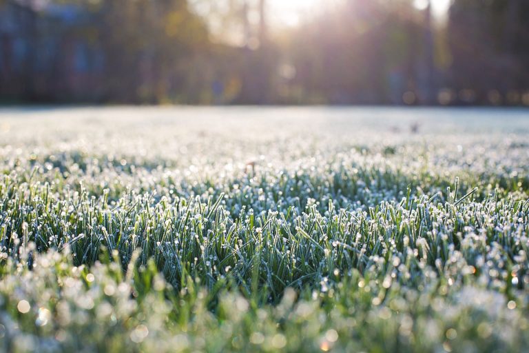 Types Of Grass On UK Lawns | How To Identify Grass Species