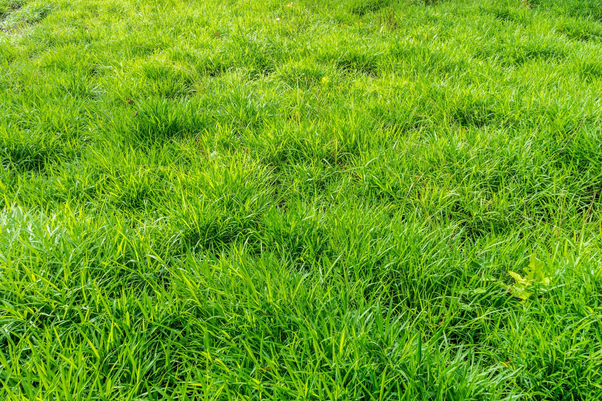 How To Cut Long Grass | With A Lawnmower/Other Tools