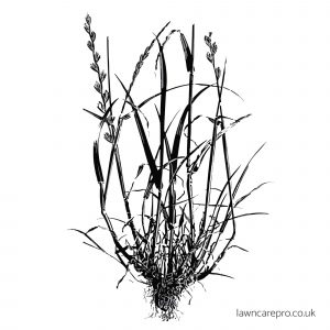 Types Of Grass On UK Lawns | How To Identify Grass Species