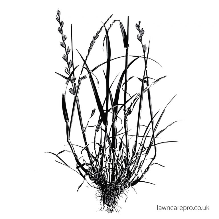 Types Of Grass On UK Lawns | How To Identify Grass Species