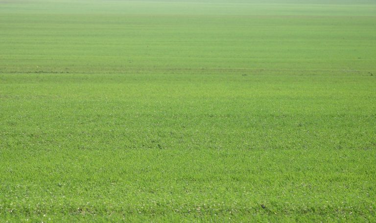 How To Roll A Lawn | The Ultimate Guide | Lawn Care Pro