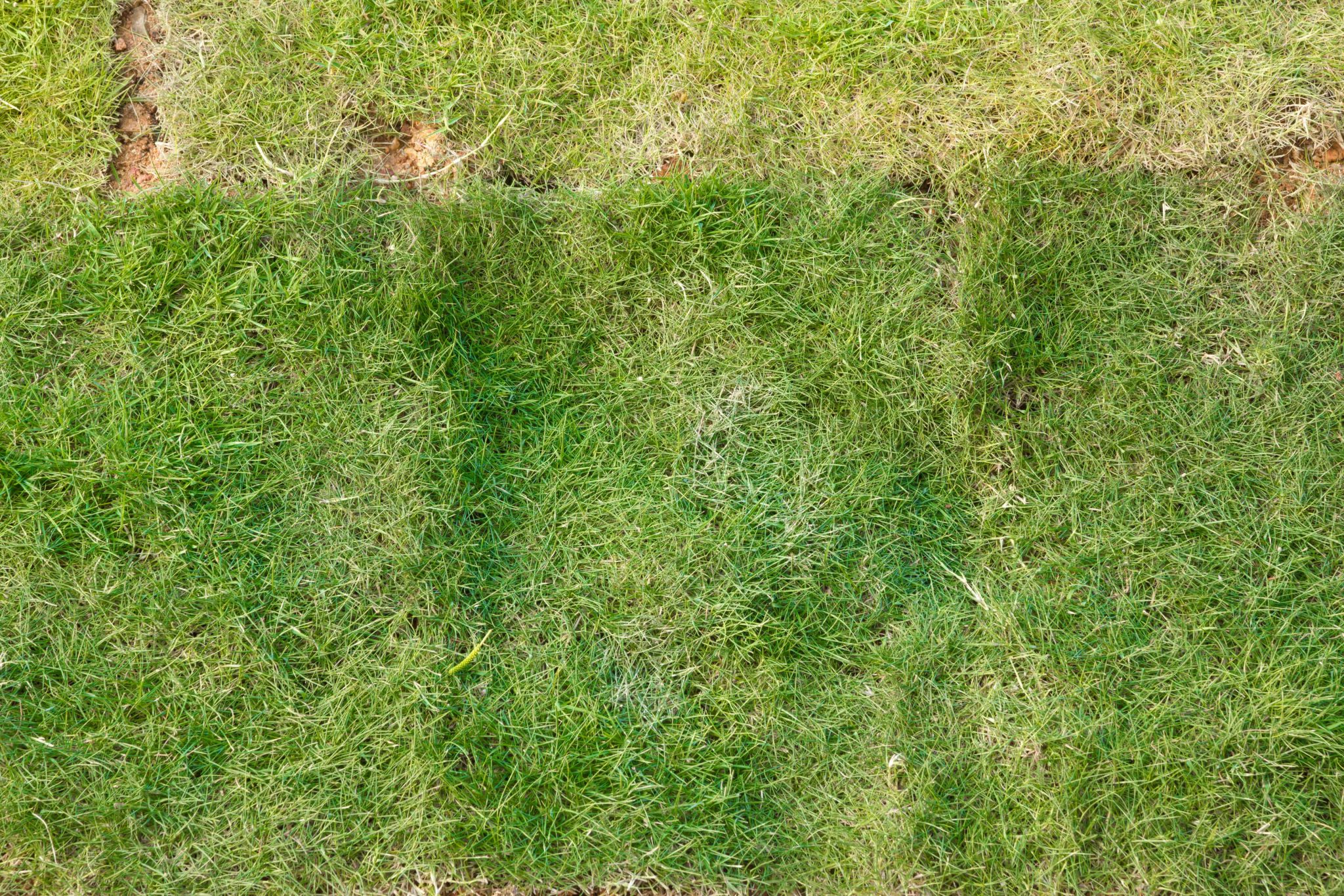 5 Common Newly Laid Turf Problems, And How To Fix Them