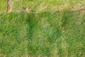 5 Common Newly Laid Turf Problems, And How To Fix Them