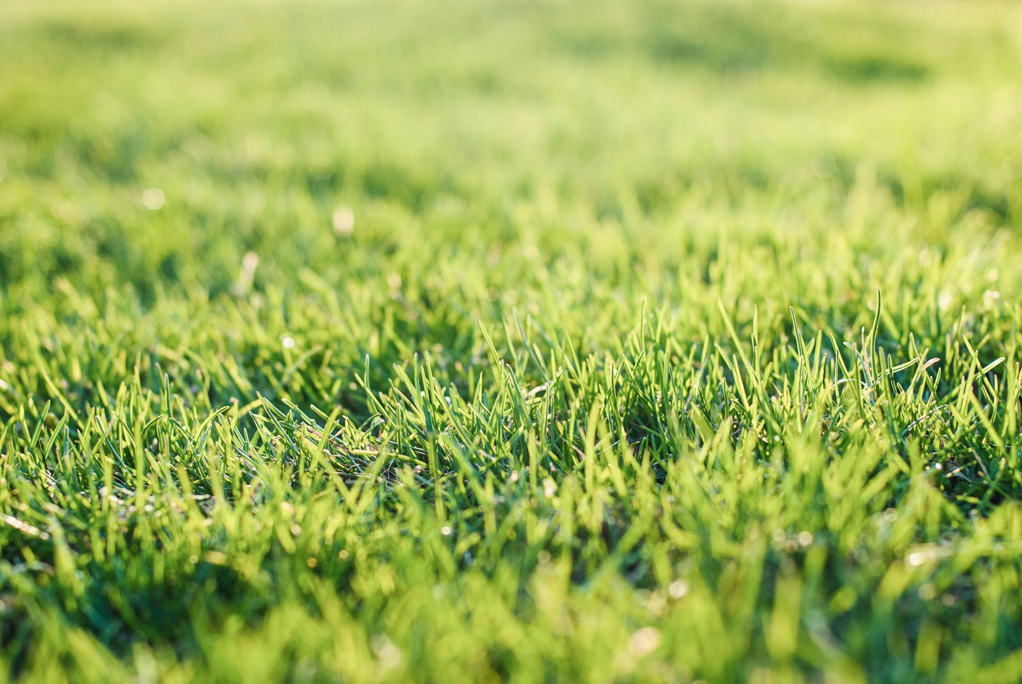 5 Common Newly Laid Turf Problems, And How To Fix Them