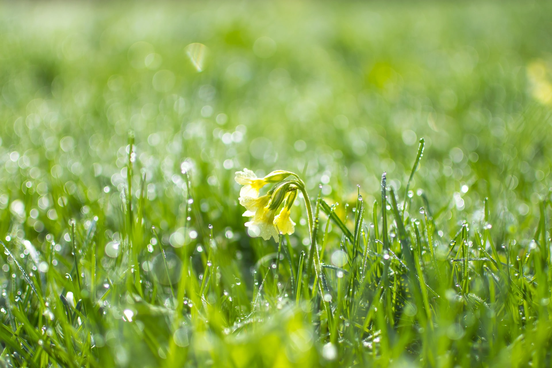 5 Best Lawn Mowers For Wet Grass | Reviewed (UK) | 2026
